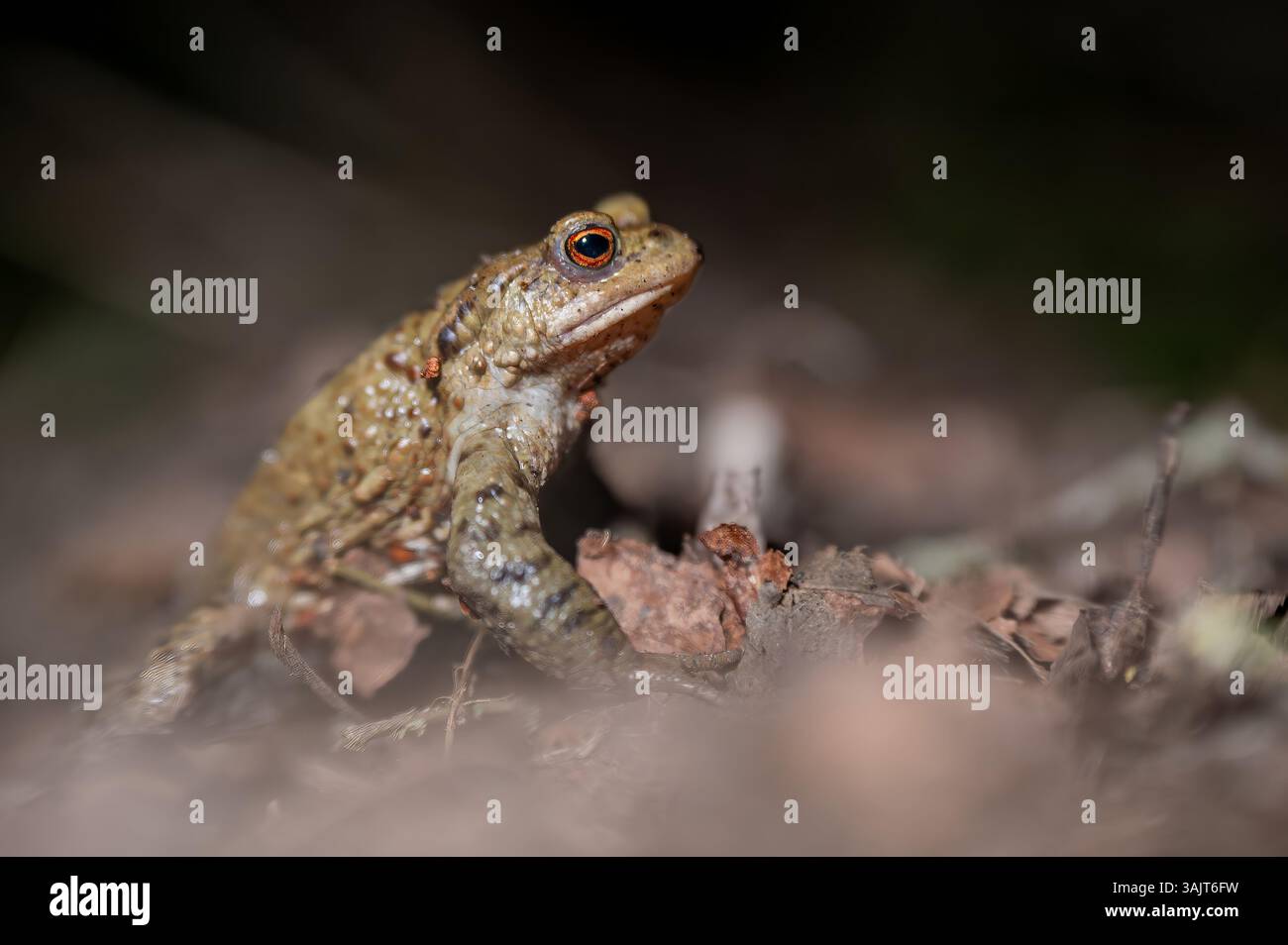 One common toad in the forest outdoors at night. Bufo bufo in ...