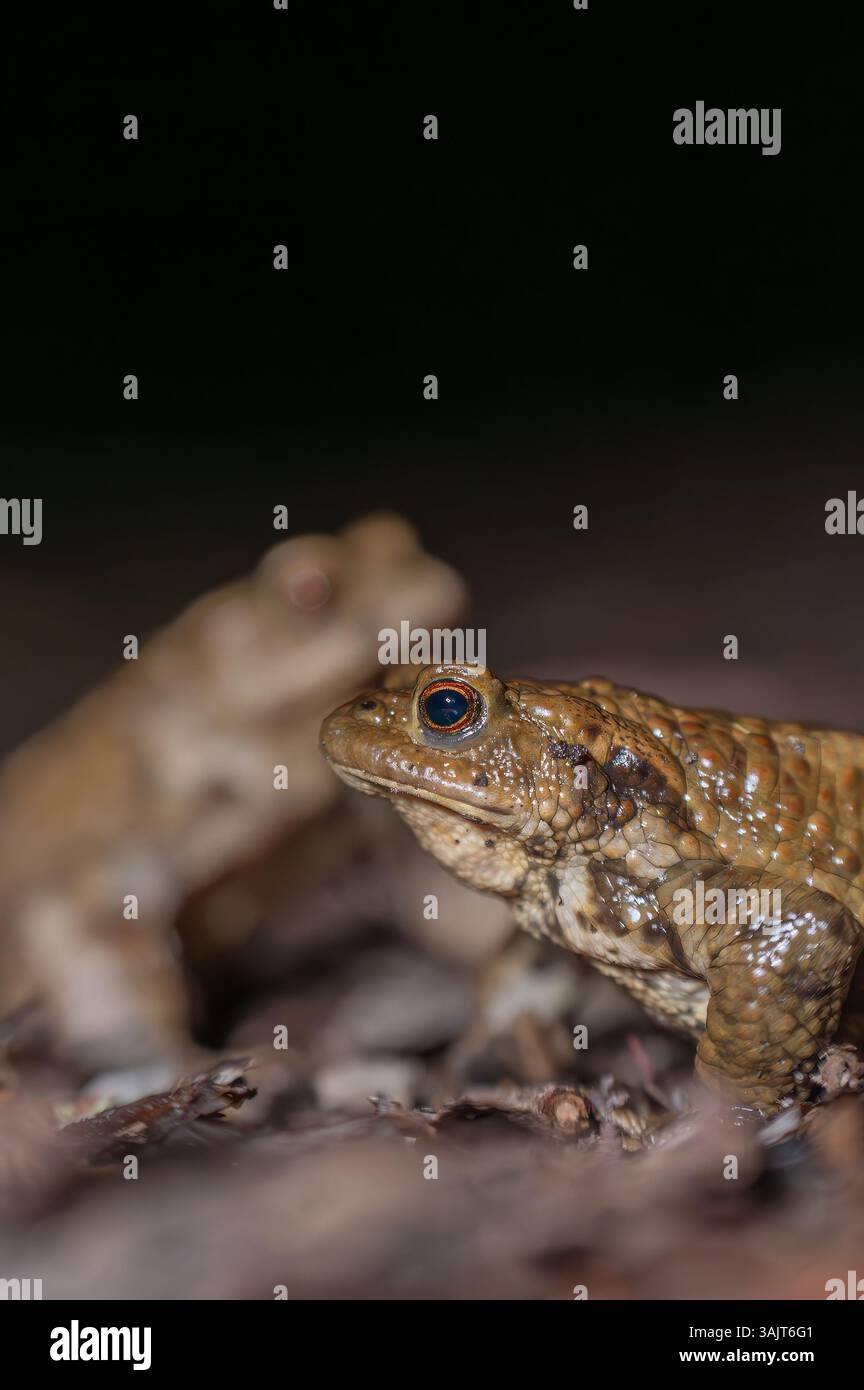 Two common toads in the forest outdoors at night. Bufo bufo in ...