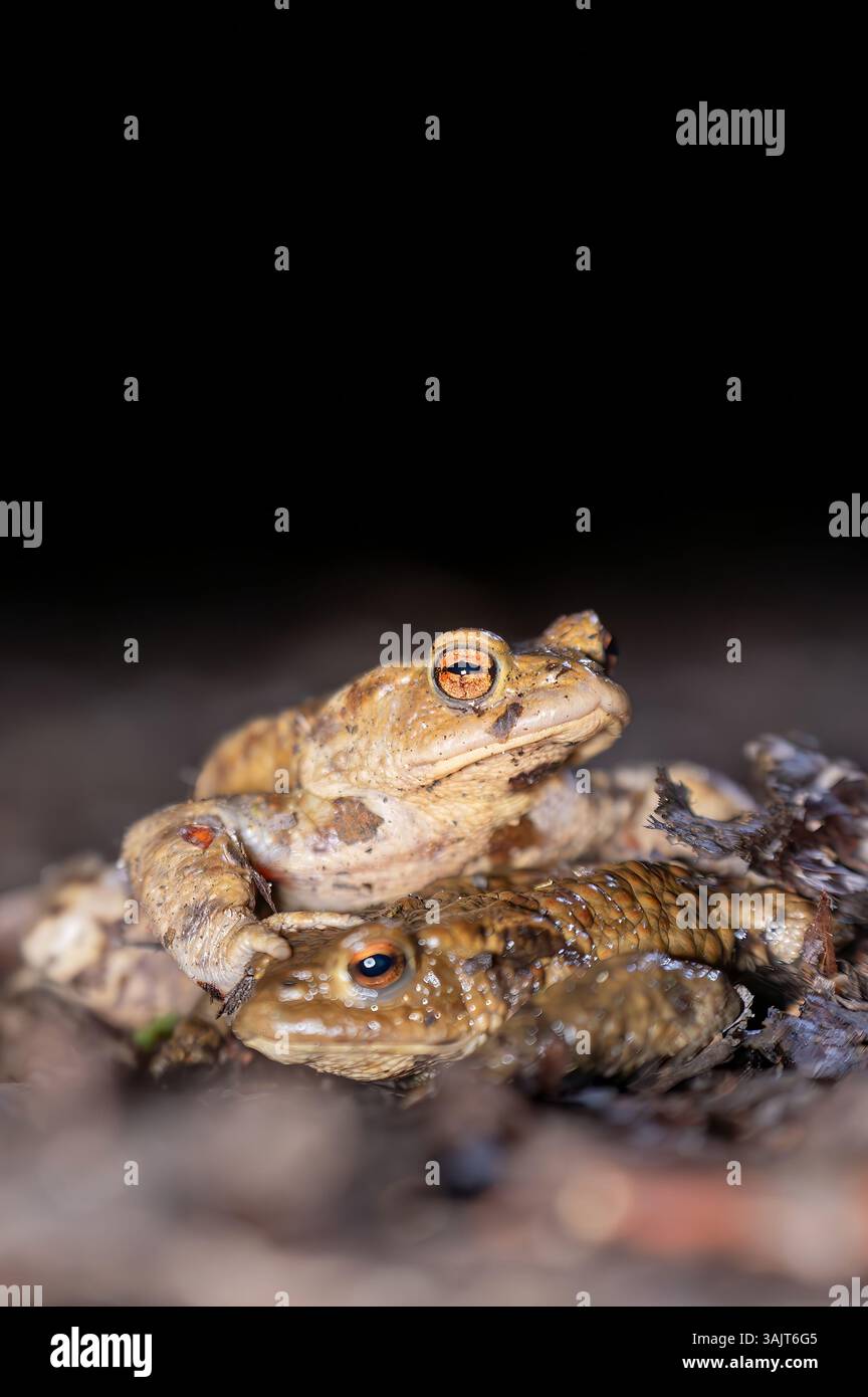 Two common toads in the forest outdoors at night. Bufo bufo in ...