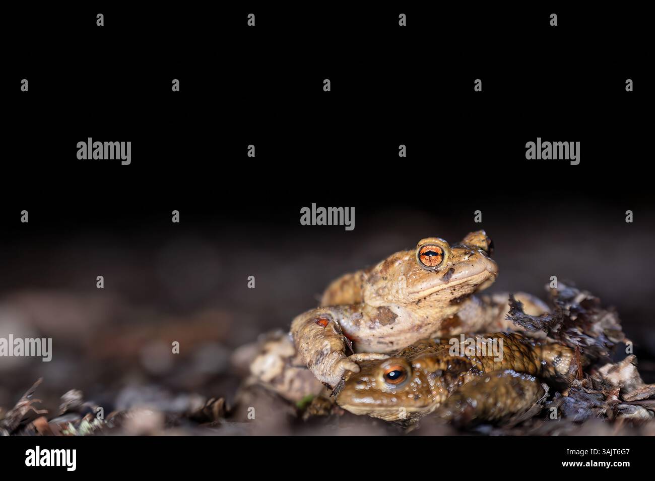 Two common toads in the forest outdoors at night. Bufo bufo in ...