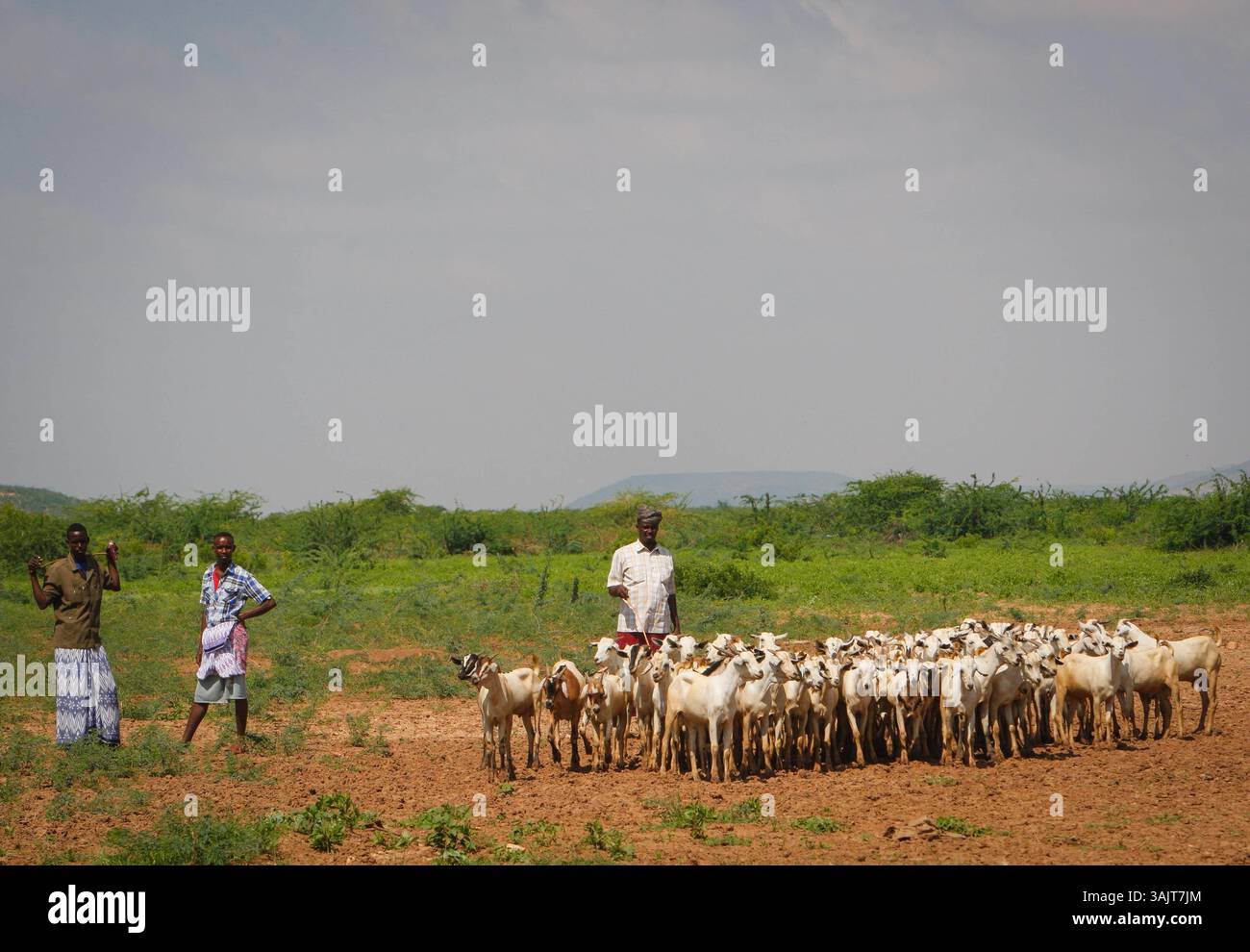 Goat farmers somalia hi-res stock photography and images - Alamy