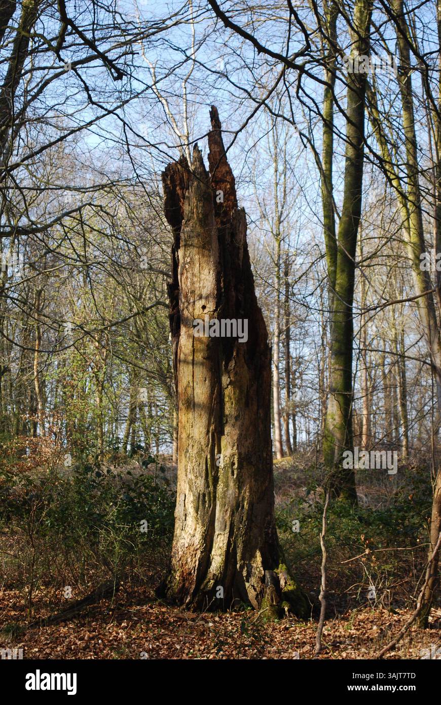 Leigh hill savernake hi-res stock photography and images - Alamy
