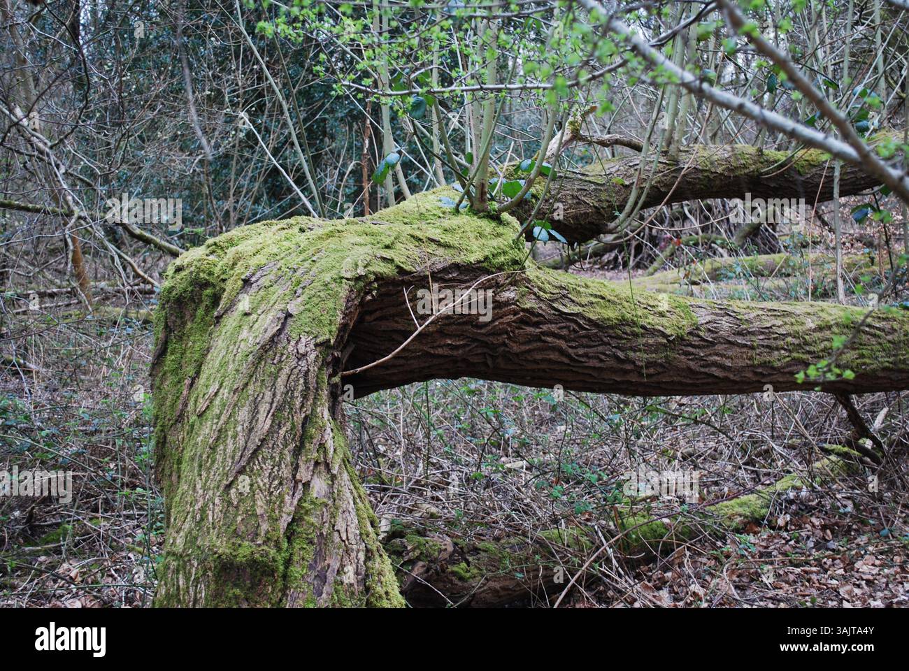 Savernake Forest, Marlborough, Wiltshire Stock Photo - Alamy