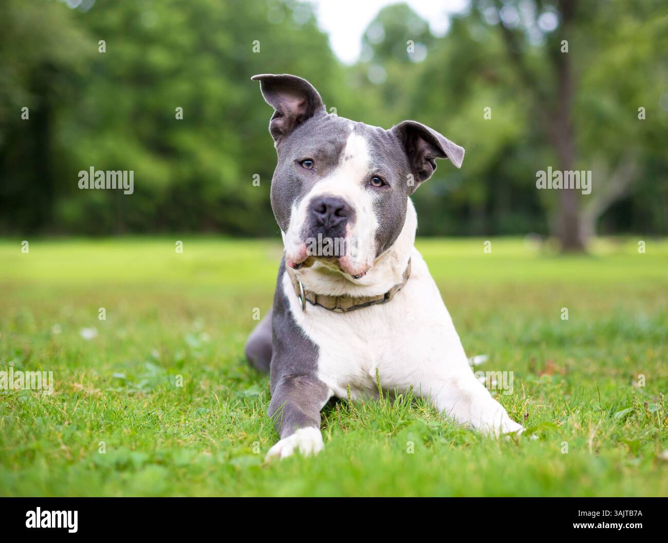 A gray and white Pit Bull Terrier mixed breed dog with floppy ears ...