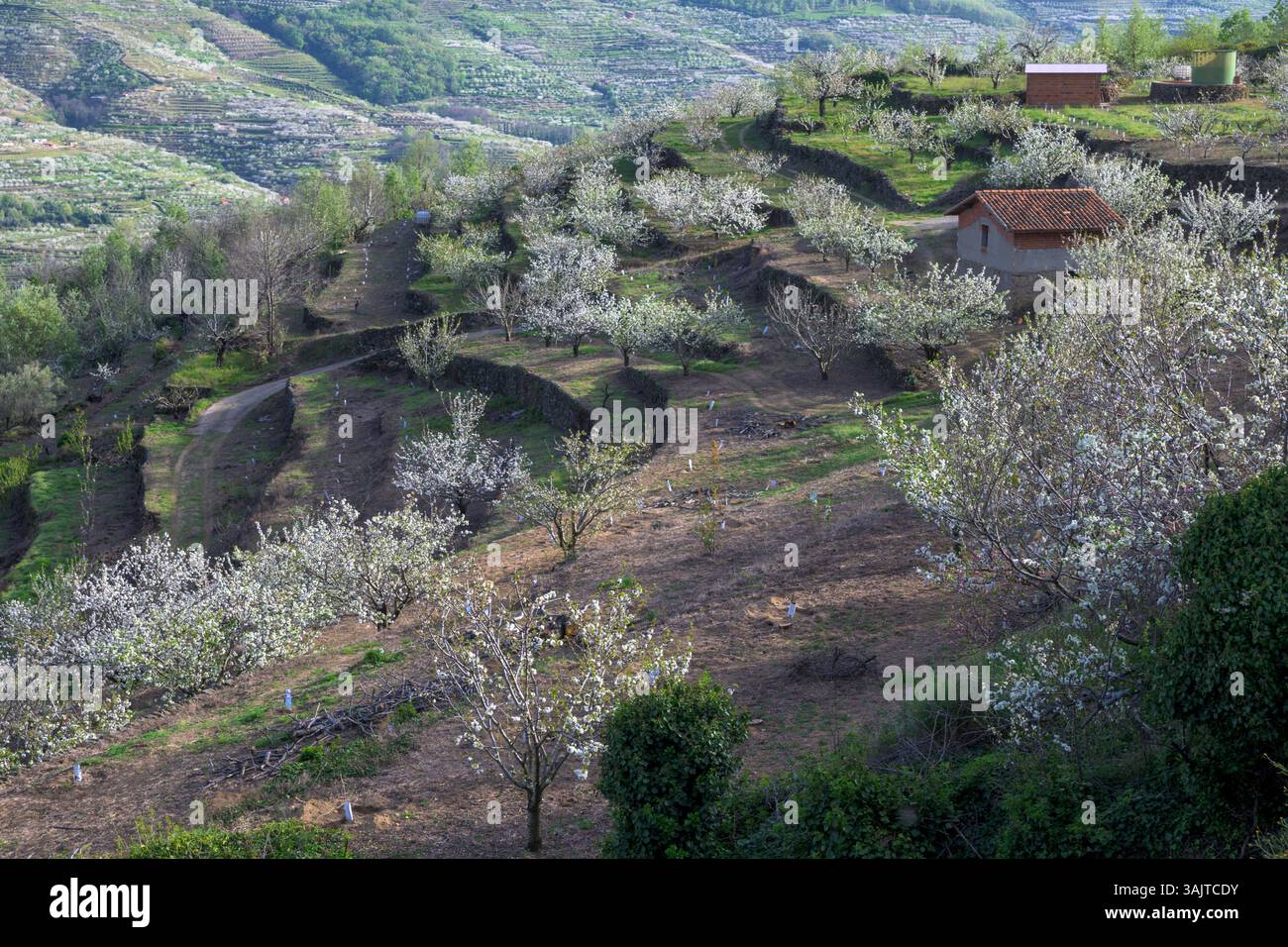 Cherry blossoms in the Jerte Valley in spring, with cherry trees ...