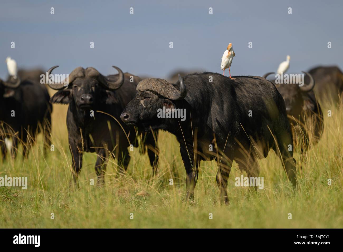 African Cape buffalos with cattle egrets on their back, Masai Mara ...