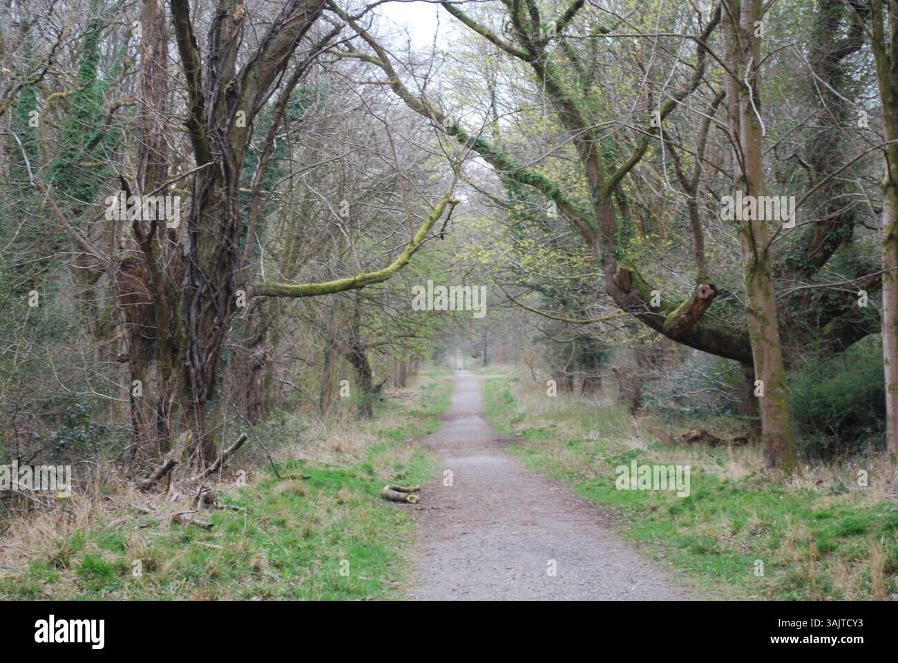 Savernake Forest, Marlborough, Wiltshire Stock Photo - Alamy