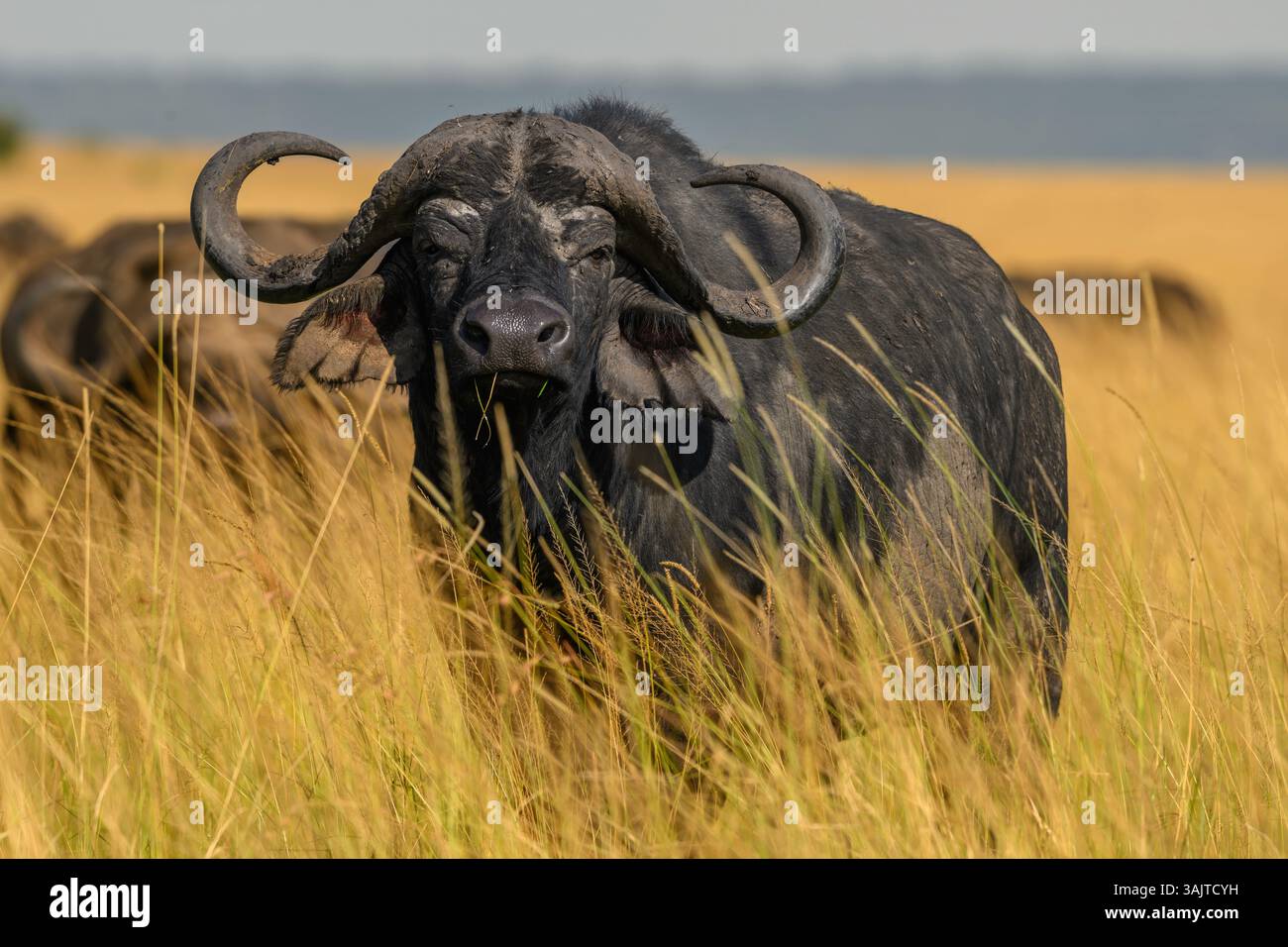Cape buffalo bull (male) in tall grasses, Masai Mara, Kenya Stock Photo ...