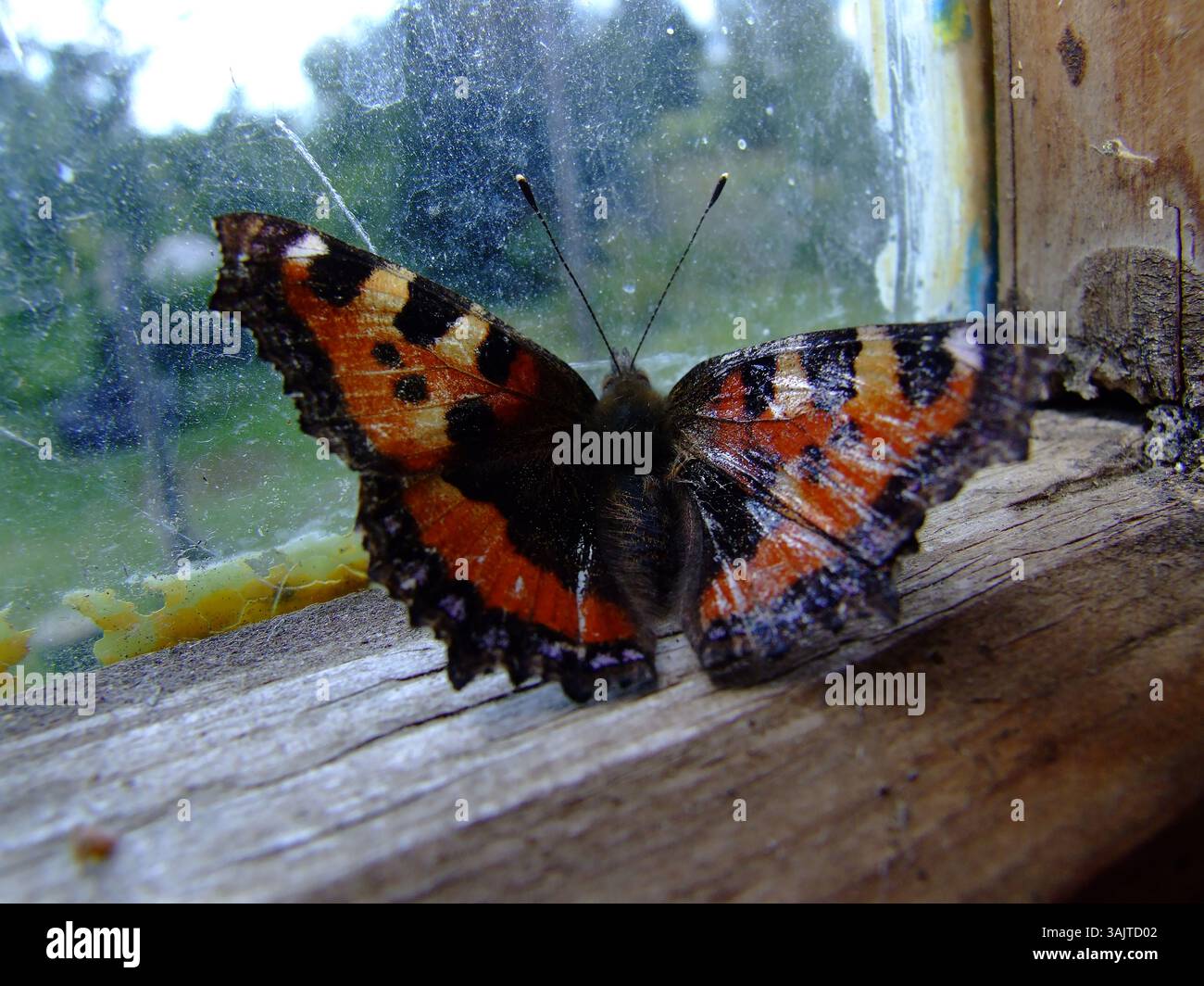 A bright butterfly Nymphalidae sat on the window of a village house ...