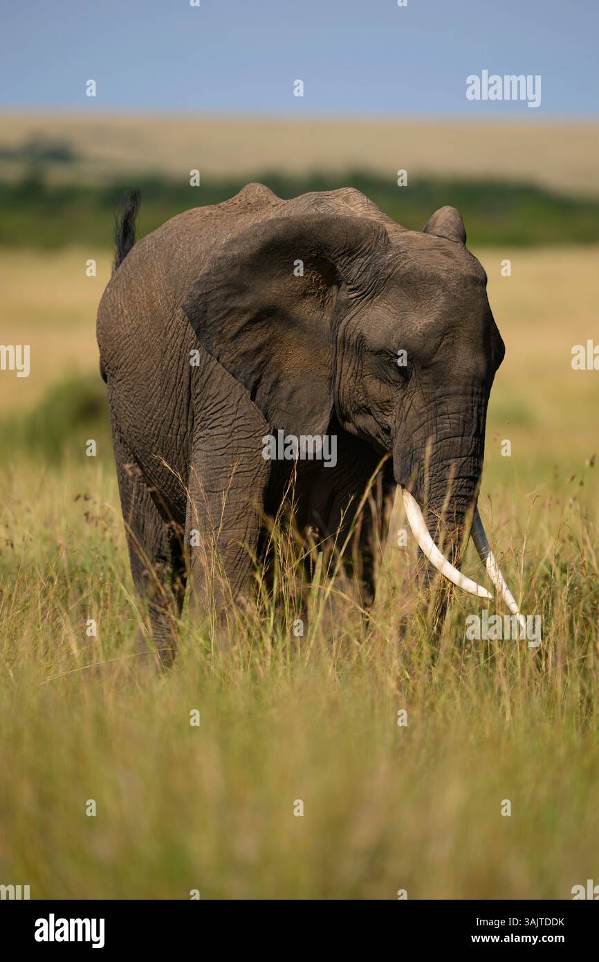 Elephant standing in tall grasses, Masai Mara, Kenya Stock Photo - Alamy