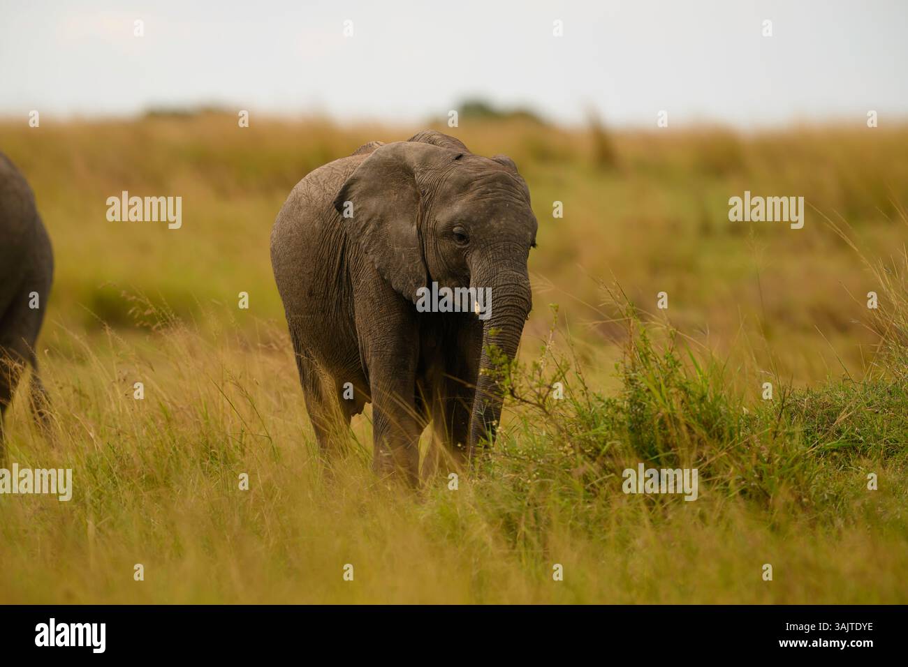 Young elephant in the Masai Mara grassland, Kenya Stock Photo - Alamy