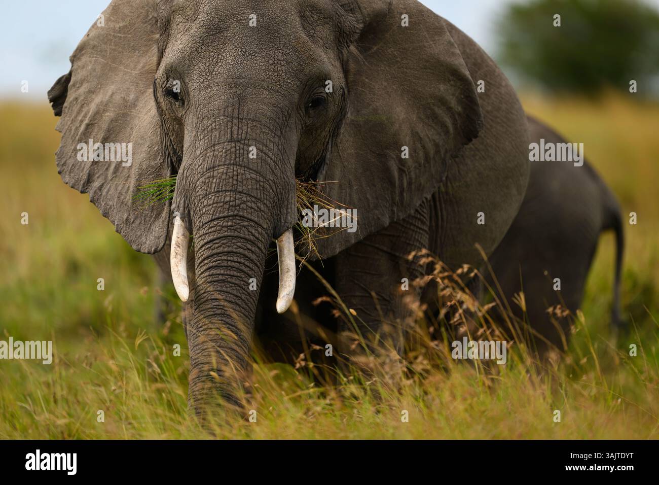 Matriarch elephant in the grassland of Masai Mara, Kenya Stock Photo ...