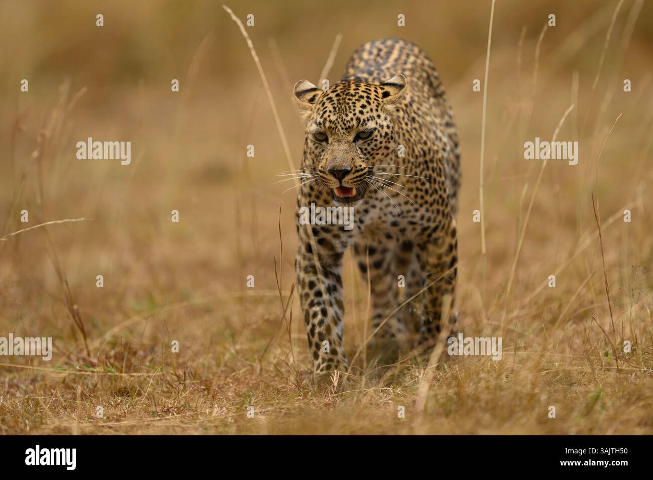 The leopard known as Falau walking across the savannah, Masai Mara ...