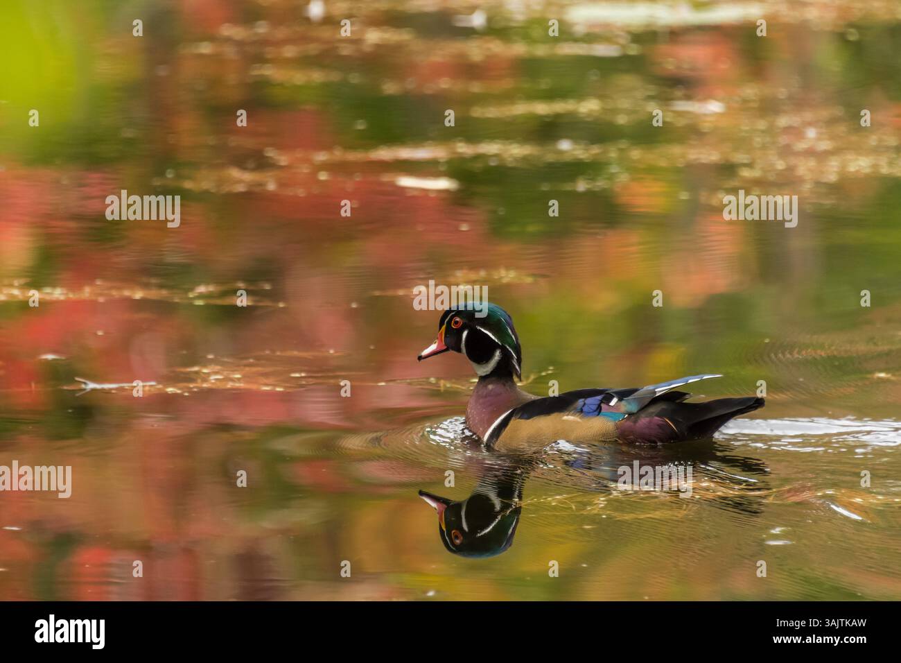 Wood duck floating in the water, set against a backdrop of brilliant ...