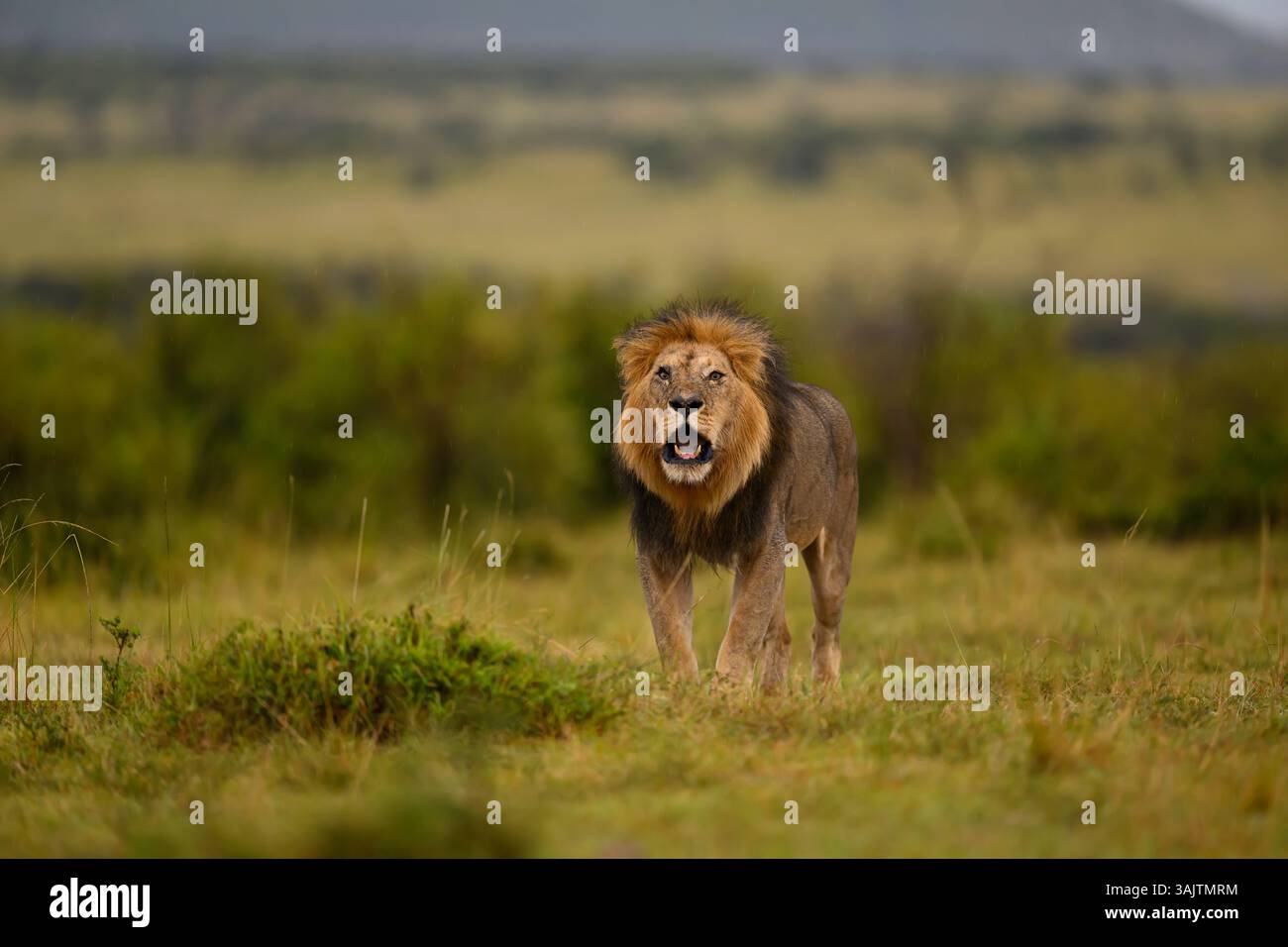 Male lion roaring to call to a female, Masai Mara , Kenya Stock Photo ...