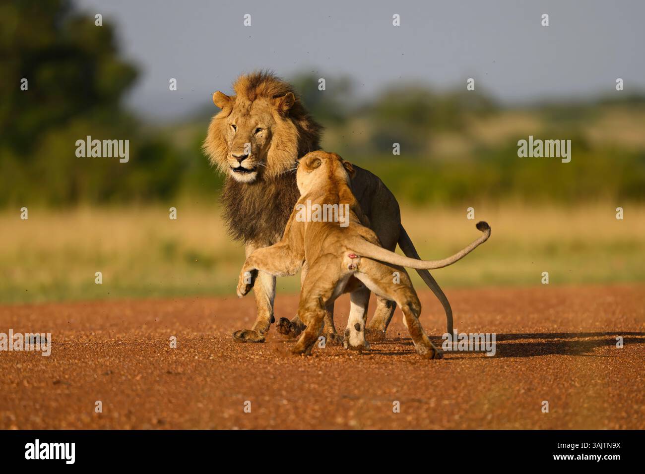 Male and female lion fighting with each other during mating, Masai Mara ...