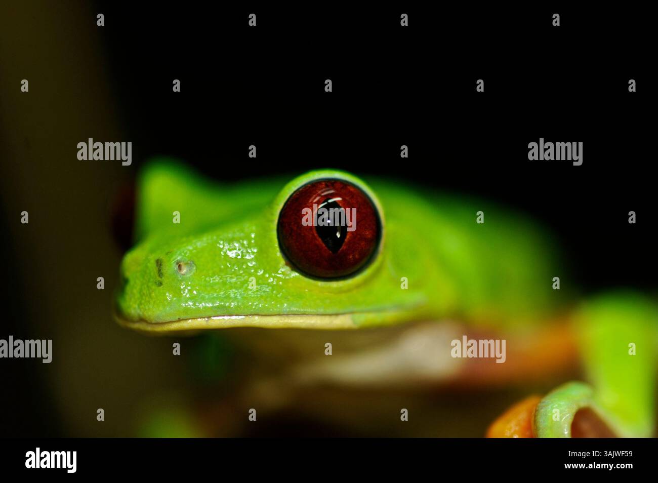 Apr 27, 2008 - El Valle de Anton, Panama - In recent years, conservation biologists have drawn ...