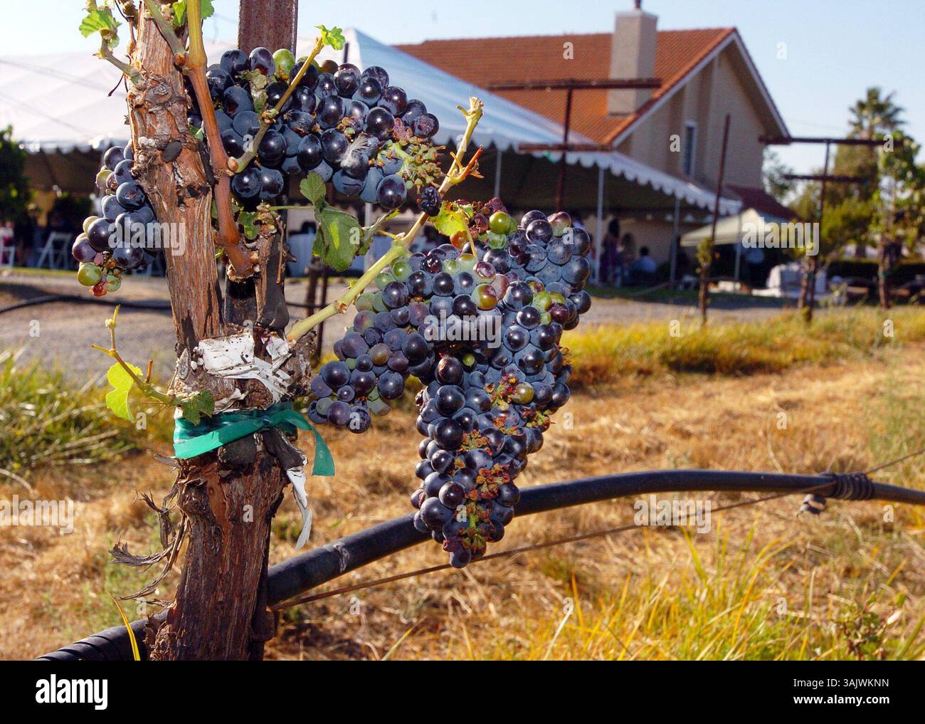 FILE -- Grapes grow on the vine at White Crane Winery on Saturday ...