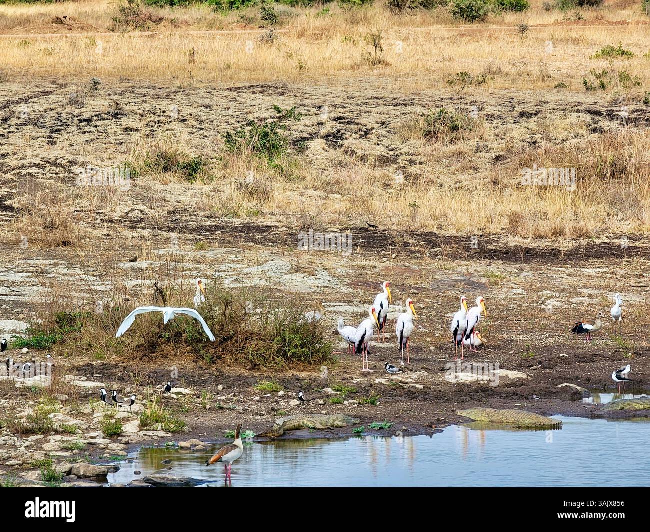 Yellow Billed Stork in Nairobi National Park Stock Photo - Alamy