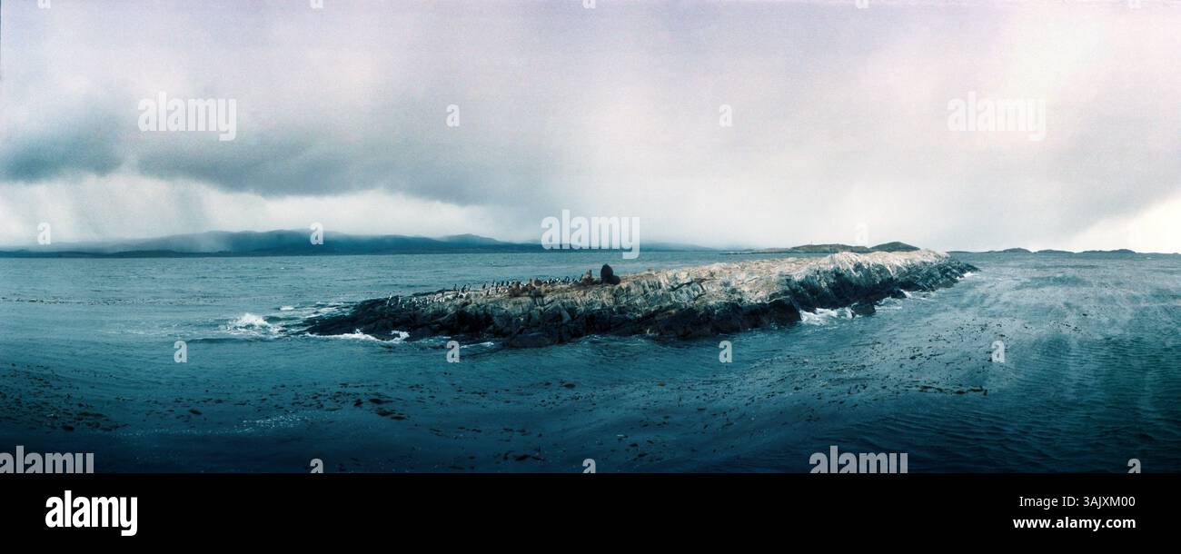 Arctic birds and Sea Lions in the Beagle Channel island near Ushuaia ...