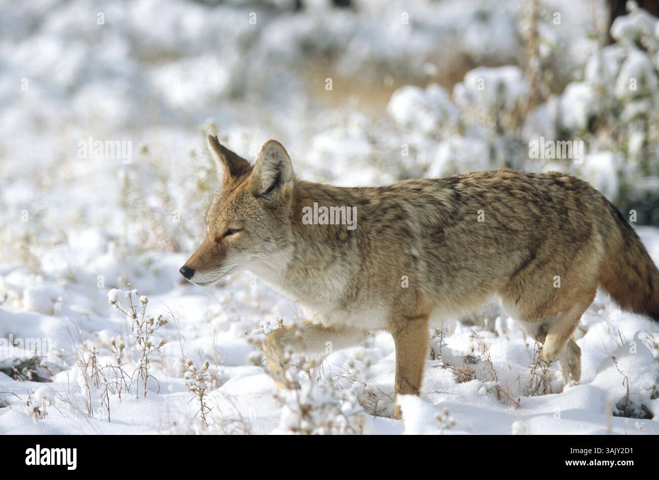 Coyote. Canis latrans. Coyote standing on a snow-covered meadow and ...
