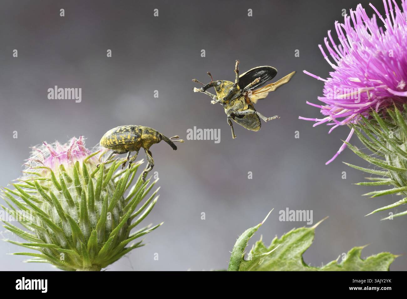 Thistle weevil (Larinus turbinatus) in flight on the flower of the ...