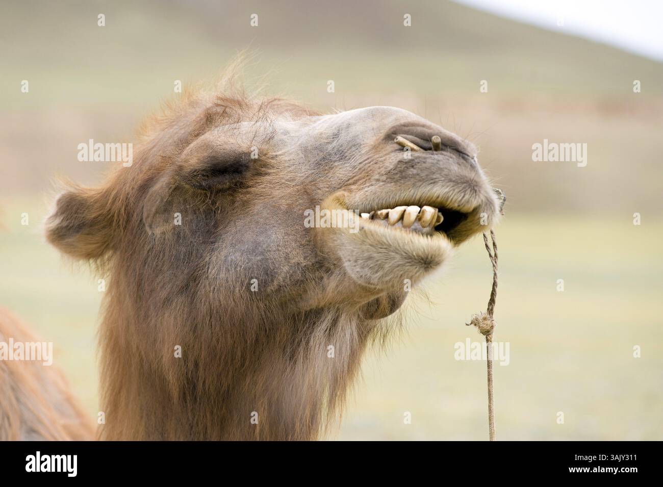 Mongolian Bactrian camels head with bared teeth Stock Photo - Alamy