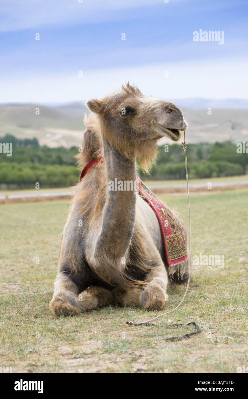Lying Mongolian camel with half open mouth Stock Photo - Alamy