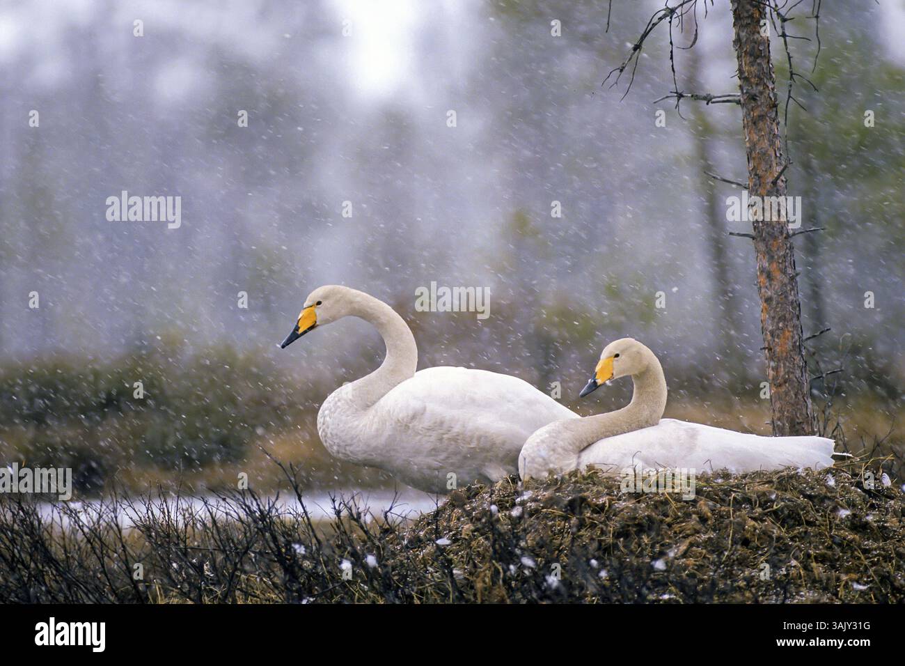 Whooper swan. Cygnus cygnus. Whooper swans on the nest in early summer ...
