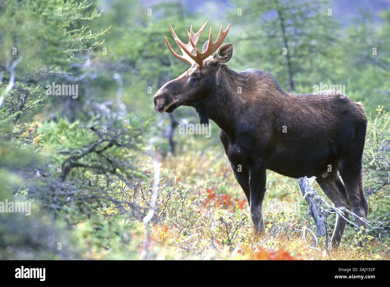 Moose. Alces alces. Bull moose standing and watching. Gros Morne ...