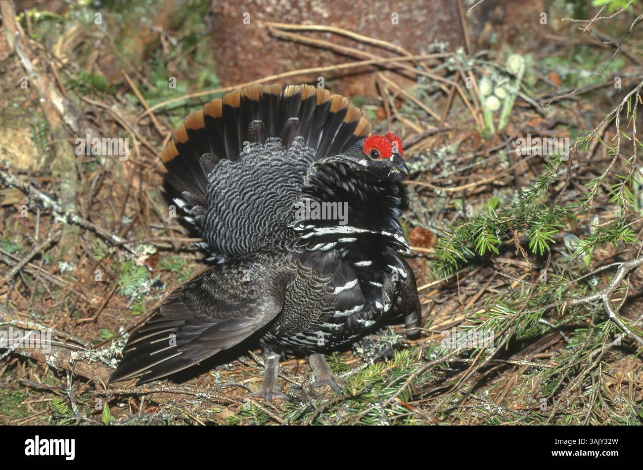 Spruce grouse. Canachites canadensis. Male in a courtship display ...