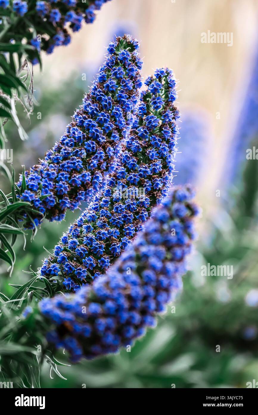 Delicate blue dwarf wildflowers blooming among the natural coastal ...