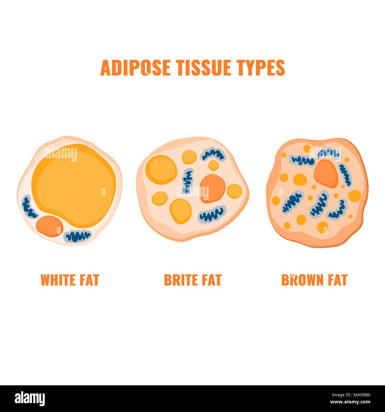 Adipose tissue, conceptual illustration Stock Photo - Alamy