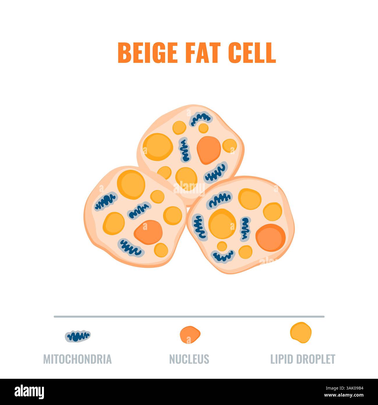 Adipose tissue, conceptual illustration Stock Photo - Alamy