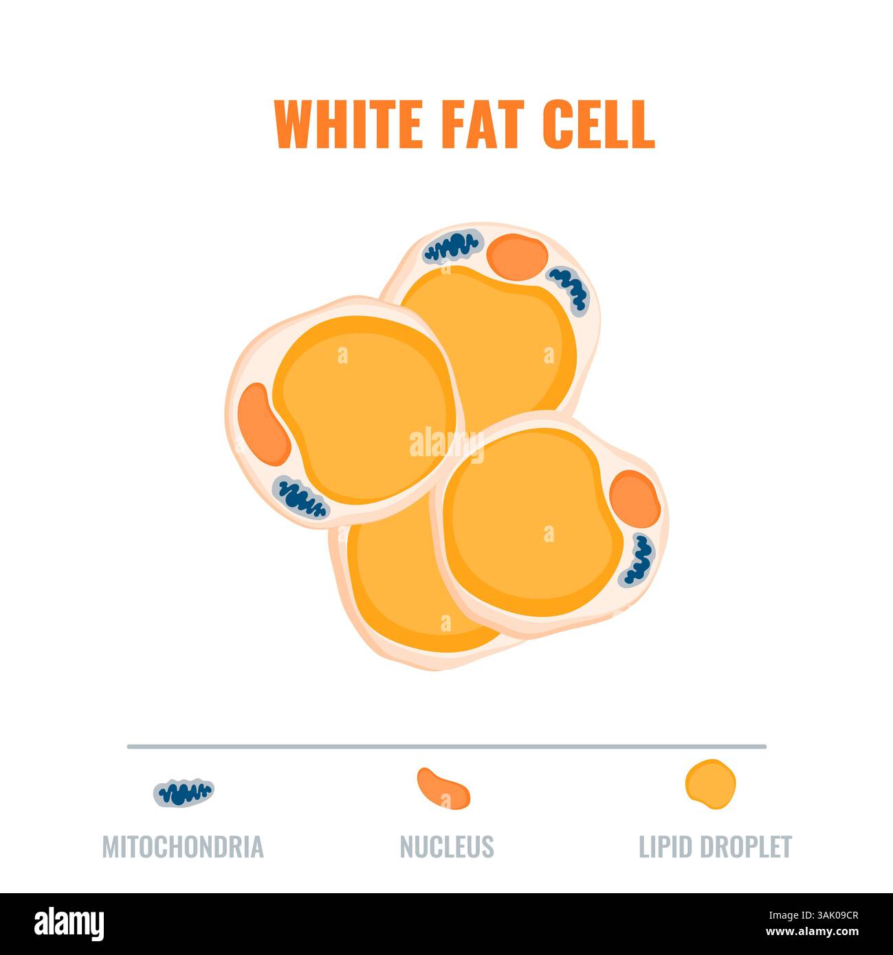 Adipose tissue, conceptual illustration Stock Photo - Alamy