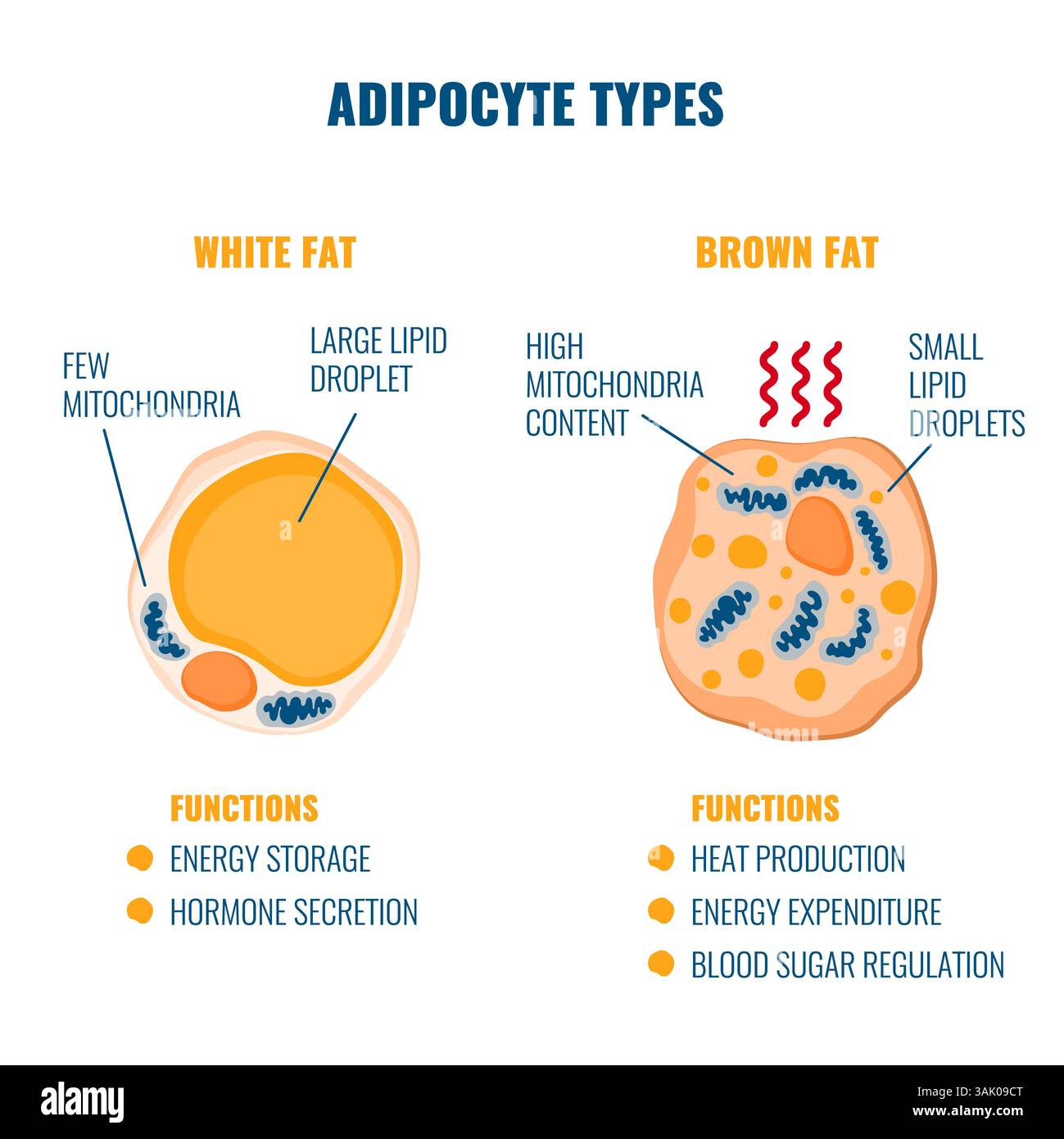 Adipose tissue, conceptual illustration Stock Photo - Alamy