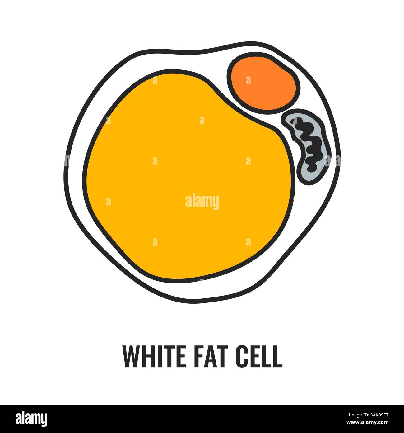 Adipose tissue, conceptual illustration Stock Photo - Alamy