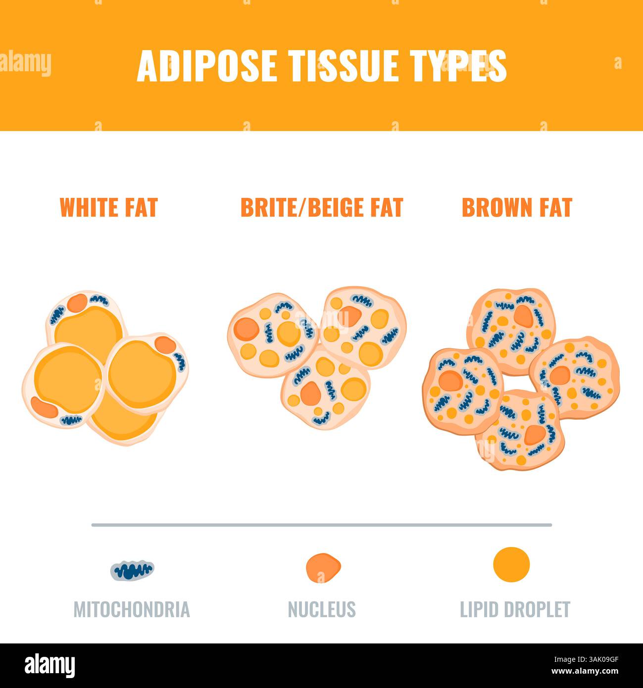 Adipose tissue, conceptual illustration Stock Photo - Alamy
