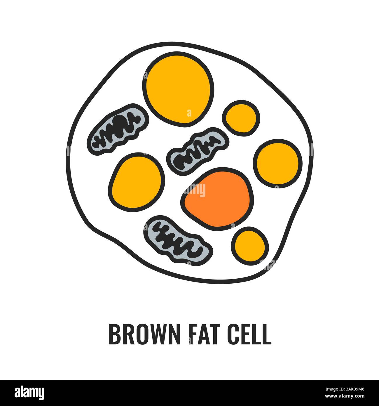 Adipose tissue, conceptual illustration Stock Photo - Alamy