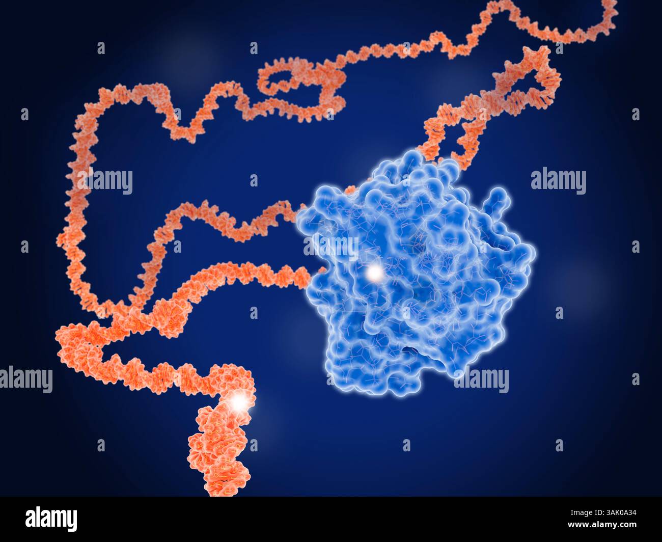 Kras cancer hi-res stock photography and images - Alamy
