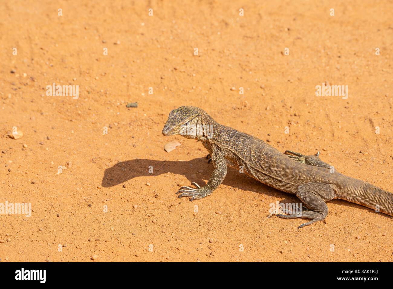 Asian water monitor lizard or Varanus salvator casting shadow on red ...