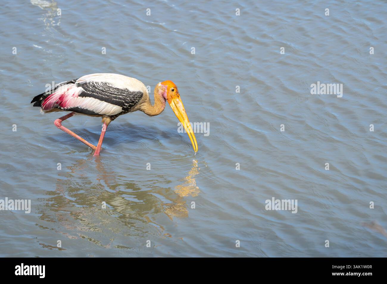 Painted Stork or Mycteria leucocephala wading in shallows feeding in ...