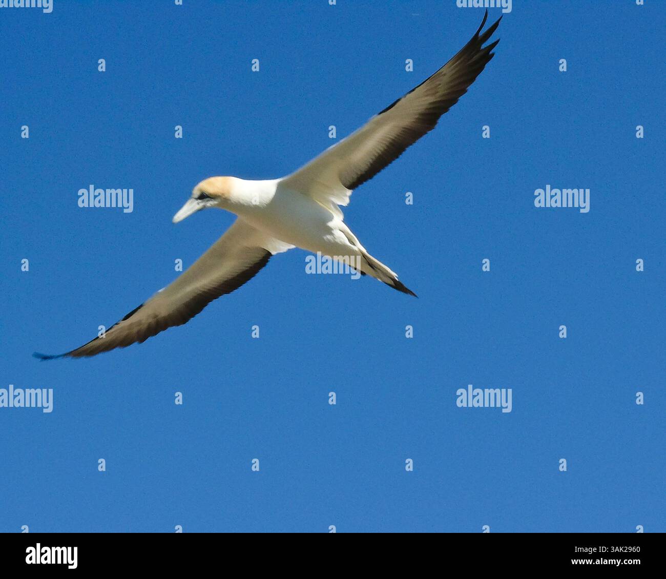 6 foot wingspan hi-res stock photography and images - Alamy