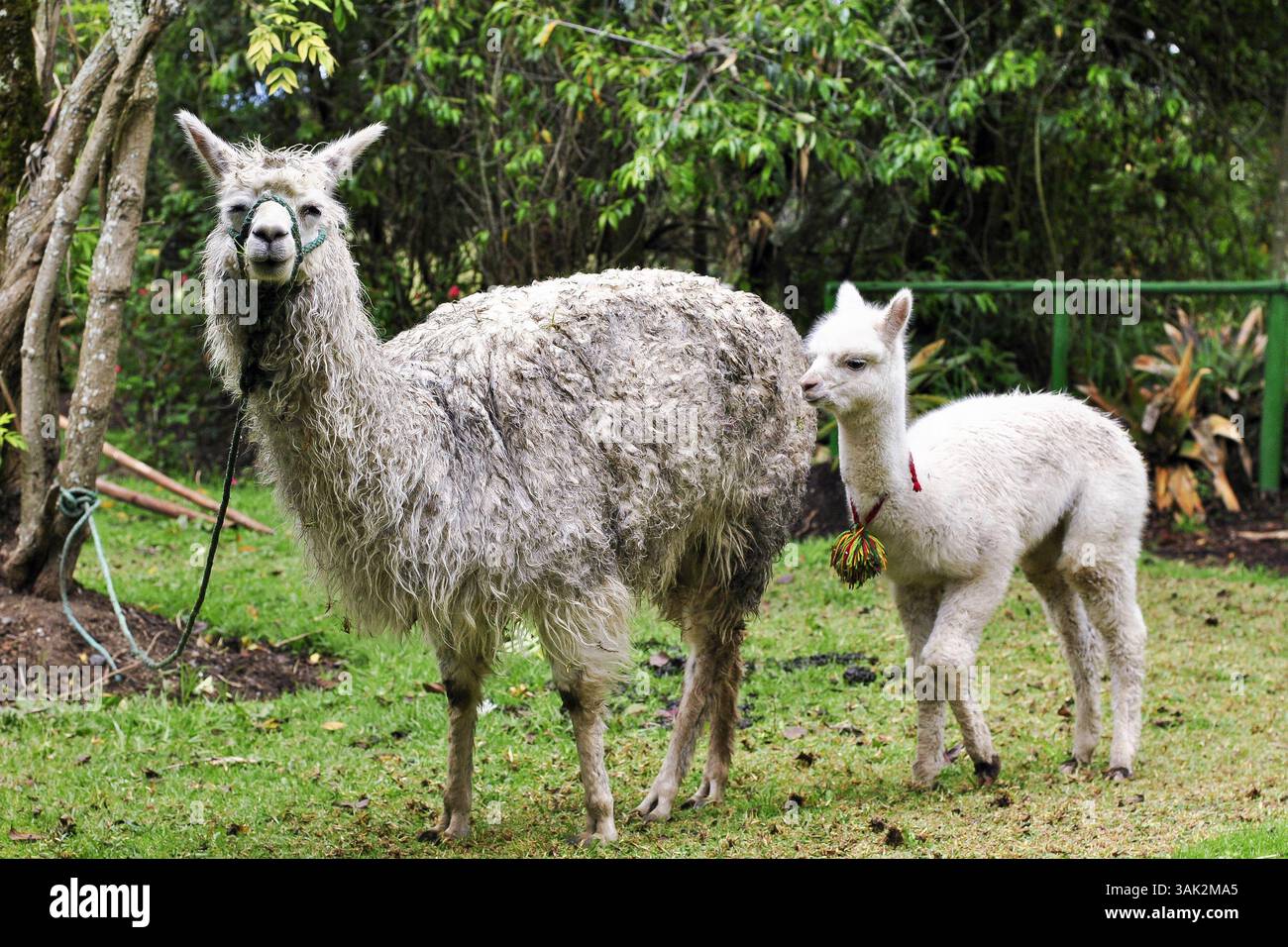 February 27, 2017 - Mother and baby llamas (lama glama) in a garden. El ...