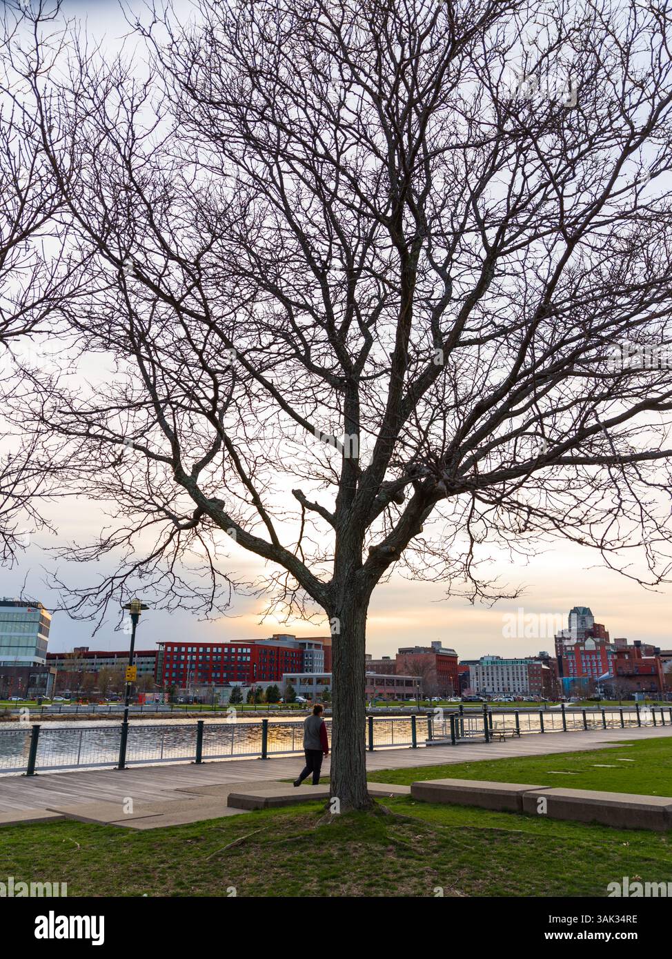 Rhode island tree hi-res stock photography and images - Alamy