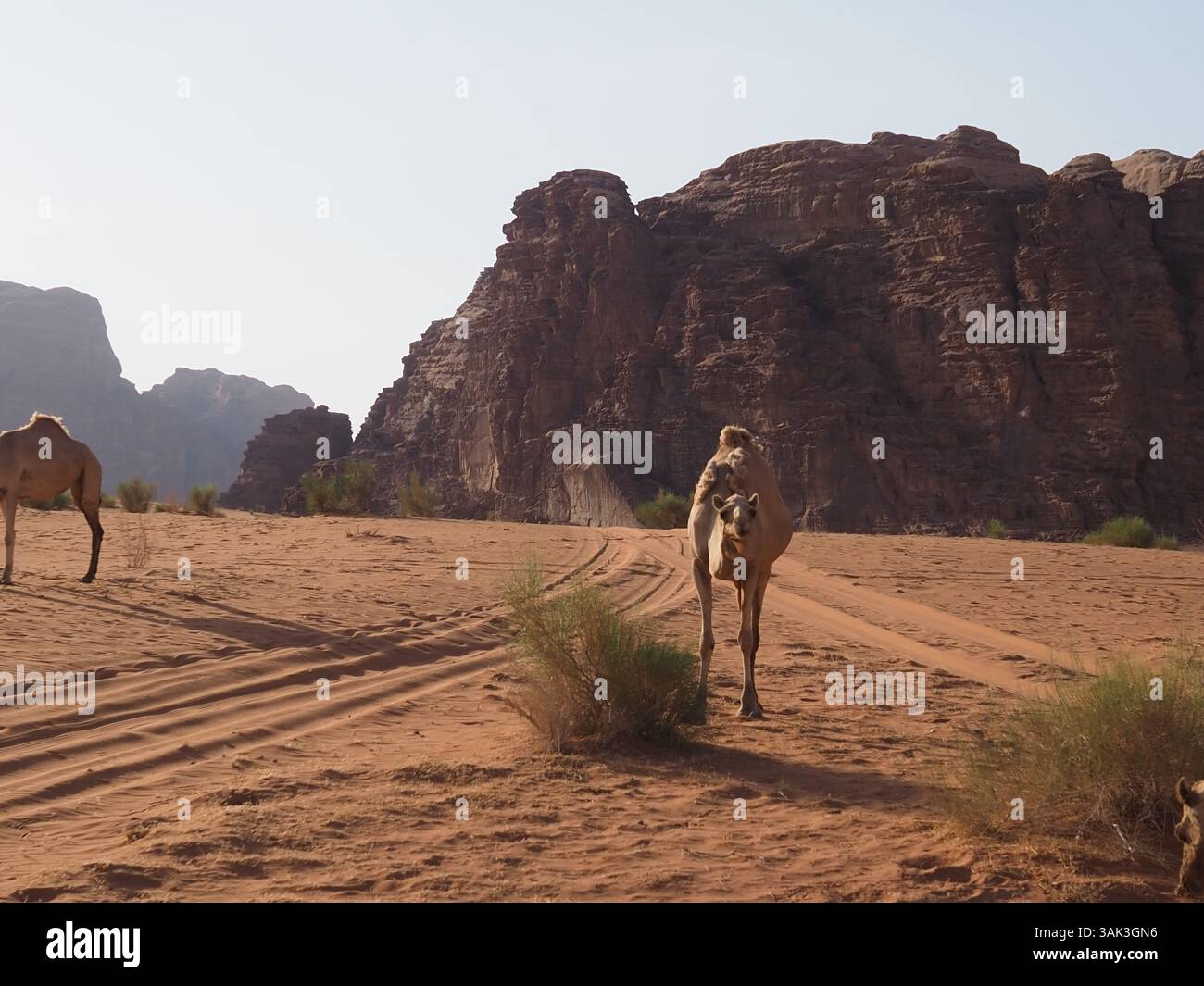 Jordan, Amman, Wadi rum desert, Aqaba Stock Photo - Alamy