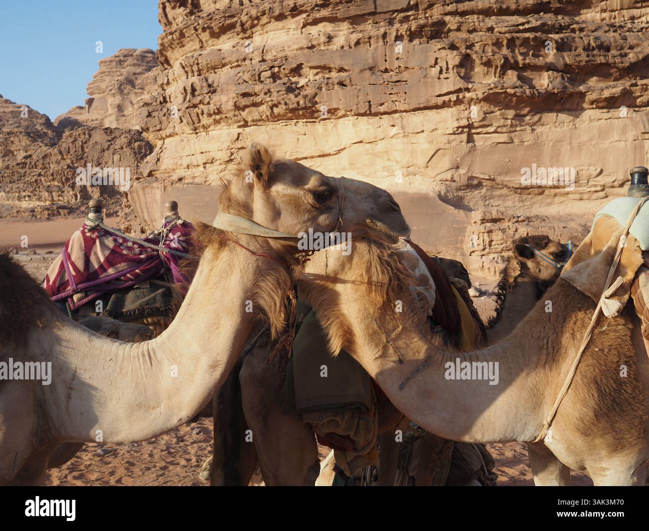 Jordan, Amman, Wadi rum desert, Aqaba Stock Photo - Alamy