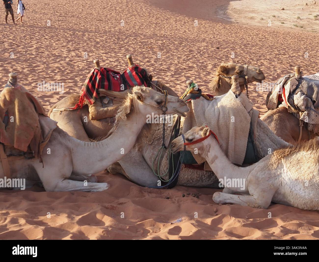 Jordan, Amman, Wadi rum desert, Aqaba Stock Photo - Alamy
