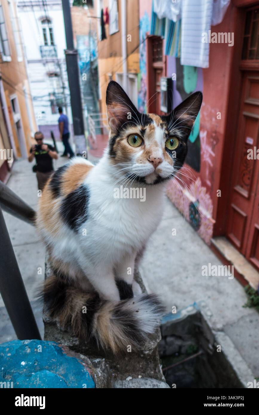 March 22, 2013 - Valparaiso, Chile - Cat in the streets of Valparaiso ...