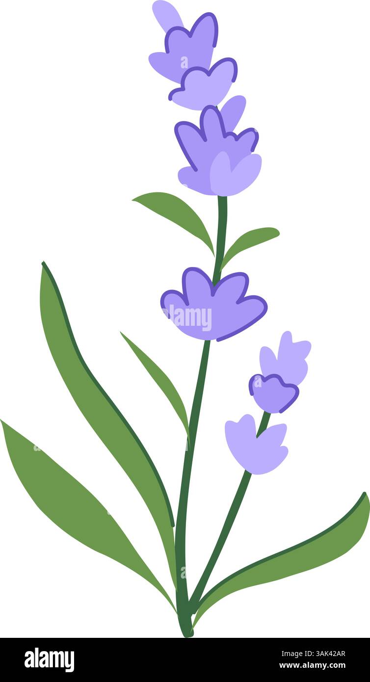 soothing lavender cartoon vector illustration Stock Vector Image & Art ...